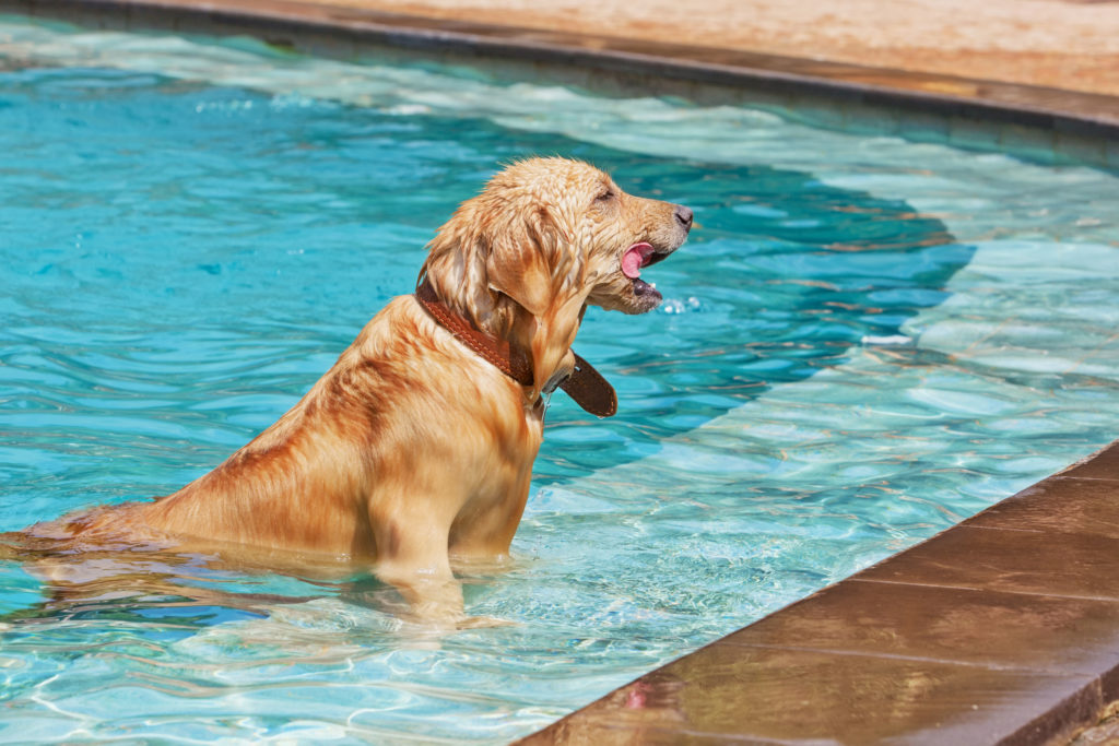 Keep Furry Friends Safe by the Pool - Pool Scouts
